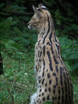 zoologia: SERVAL-CERVAL