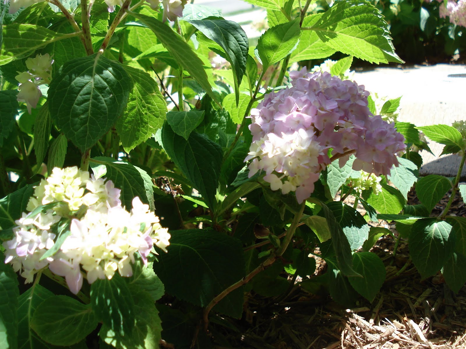 Bumble Lush Garden: Hydrangeas in Bloom (endless summer and brestenburg)