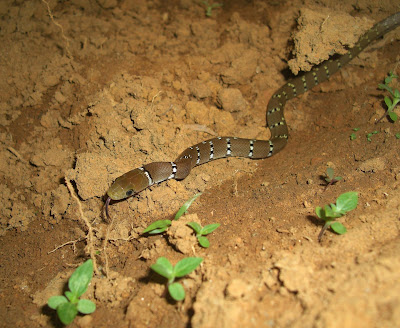 Photography & Me: A Juvenile Banded Racer