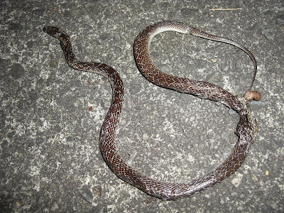 Photography & Me: Another Snake Roadkill