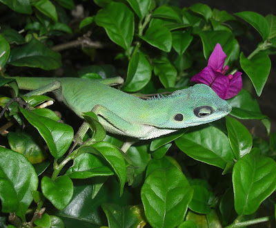 Photography & Me: Green Crested Lizard