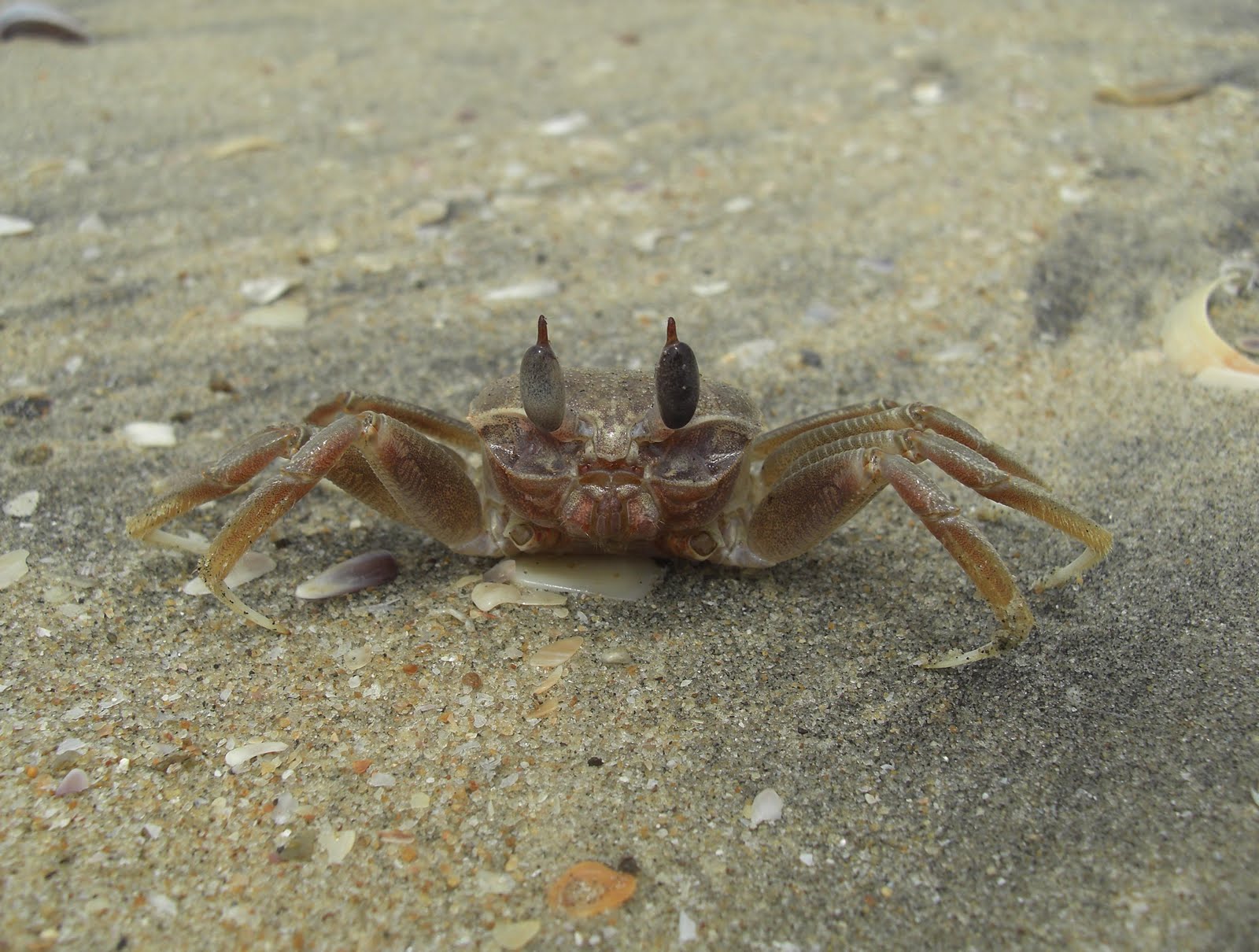 Photography & Me: Crabs from the Seashore
