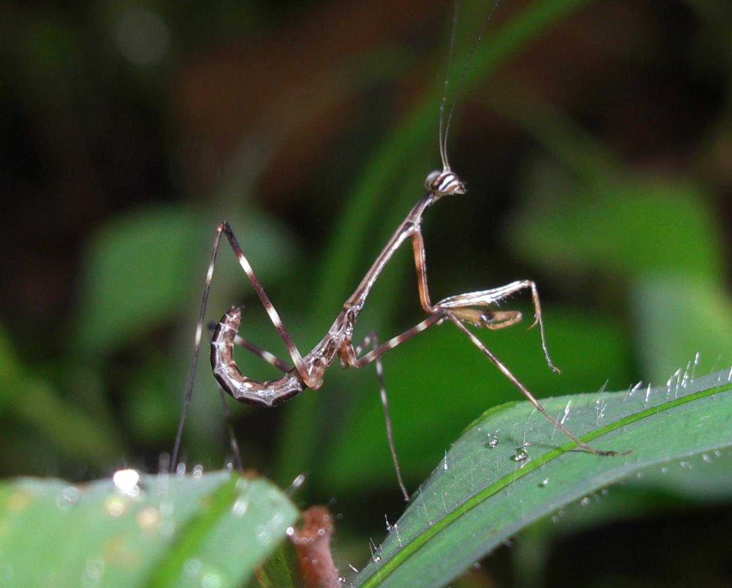 Photography & Me: A Colourful Stick-Mantis
