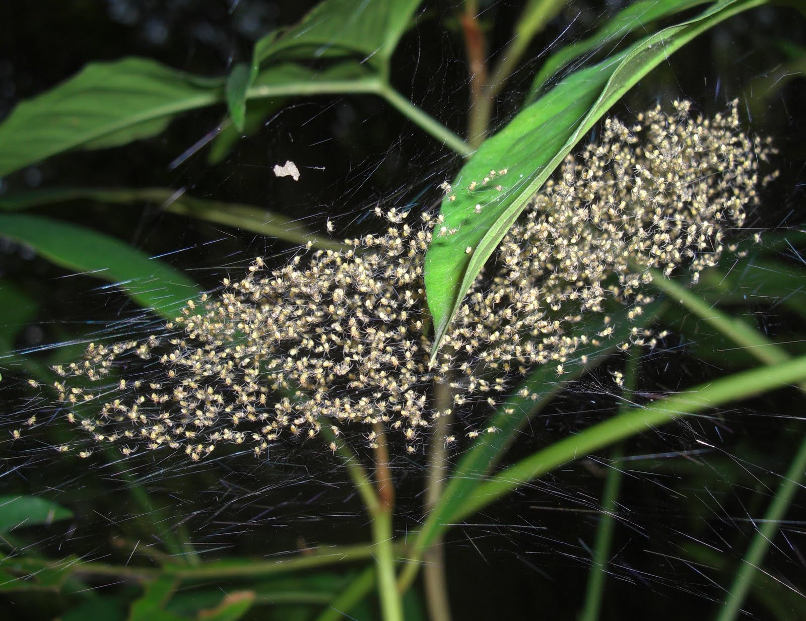 Photography & Me: Spider Eggs or Spiderlings?