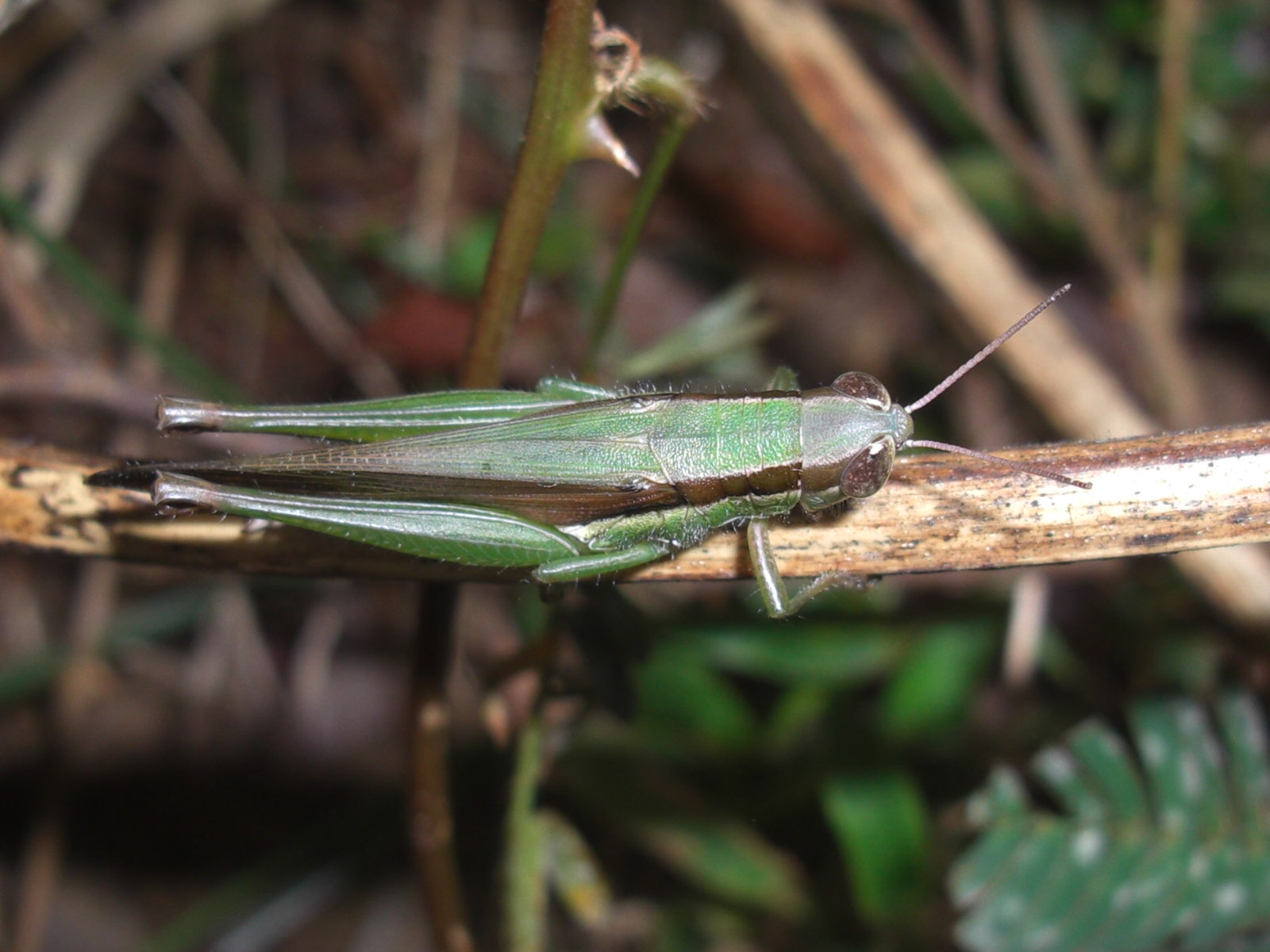 Photography & Me: Hoppers