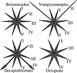 Vampyroteuthis infernalis