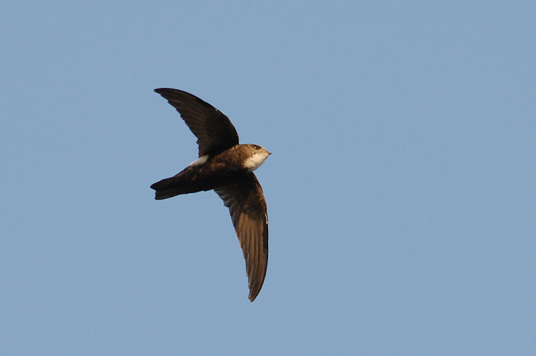 We love swiftlet farming: Sanctuary for swiftlet – 10 test to pass!