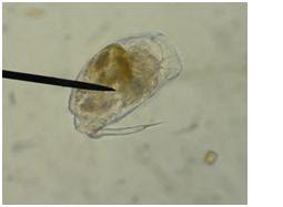 MICROALGAS EPILITICAS: Estudio de las Microalgas del verdil del rio Maracas