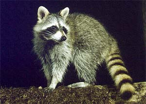 vida de los mapaches: estilo de vida de los mapaches