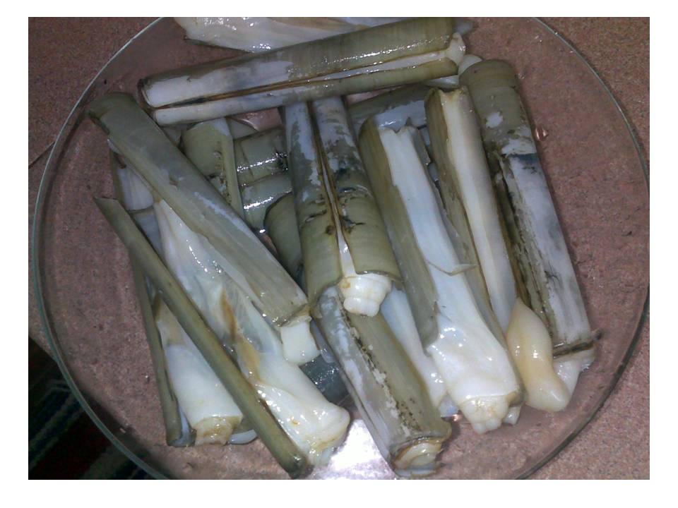 CT: SIPUT BULUH @ SIPUT PEPAHAT