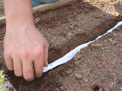 Urban Garden Project: Seeds Strips ~ What's Awesome