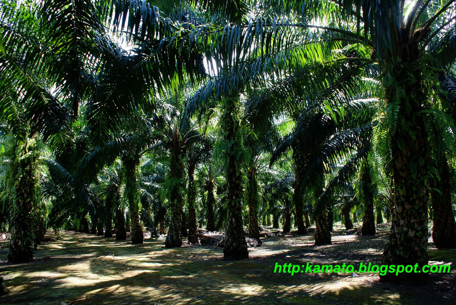 KAMATO: Aku dan Sawit