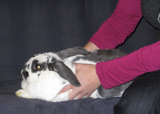 The Rabbit Advocate: How to Pick Up a Rabbit