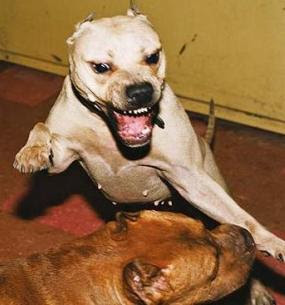 Animal Abuse: Dog Fighting