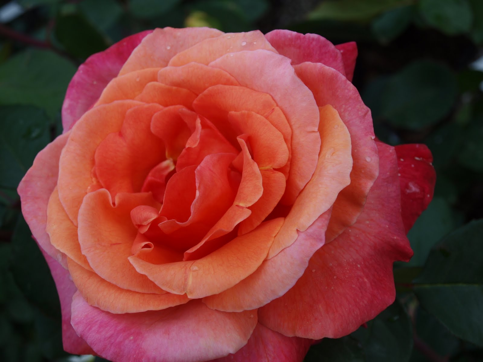 Ordinary Wonderment