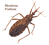 Sepa identificar un verdadero Chipo