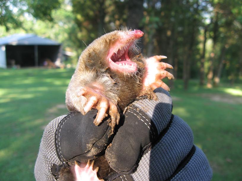 Matthew Fels: Personal Best: 4 Moles And One Mouse Captured in one Day!