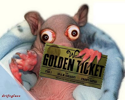 Whisky, Dogs, Weed & Waves: For Wombats, At Least, Things Appear To Be ...