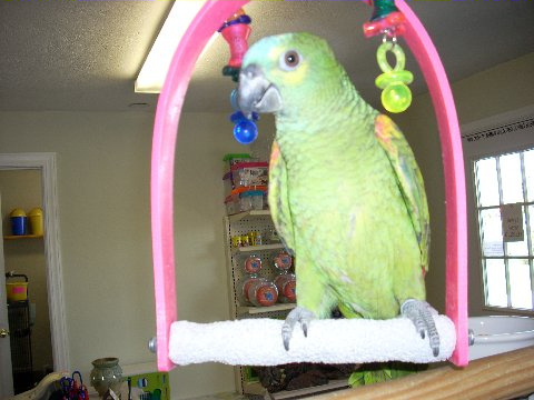 Birdie Bird Pet Shop: Welcome to Birdie Bird Pet Shop!