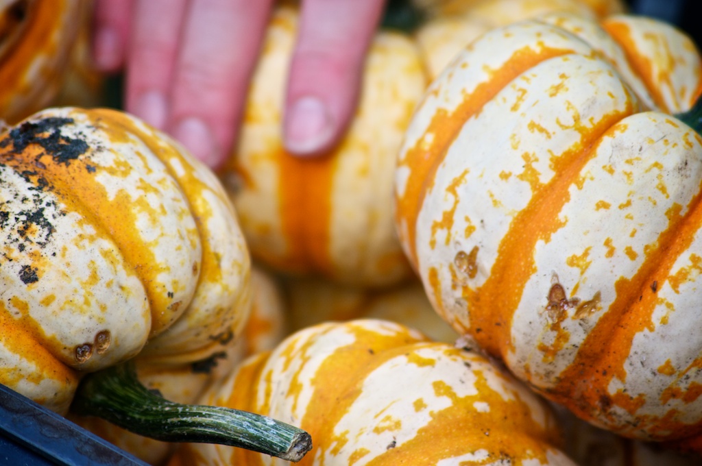 Photographer's Garden: Season of mellow fruitfulness