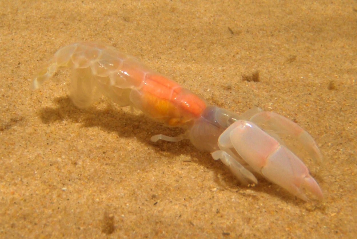 born to fly fish: The Ultimate Challenge part 6 -Spotted Grunter ...