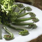 Pikopiko - fern tips