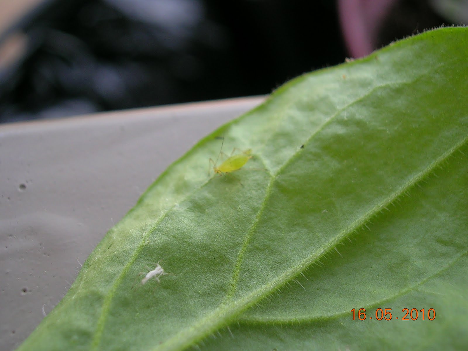 Photos of those little bugs on my plants....Help!! • HelpfulGardener ...