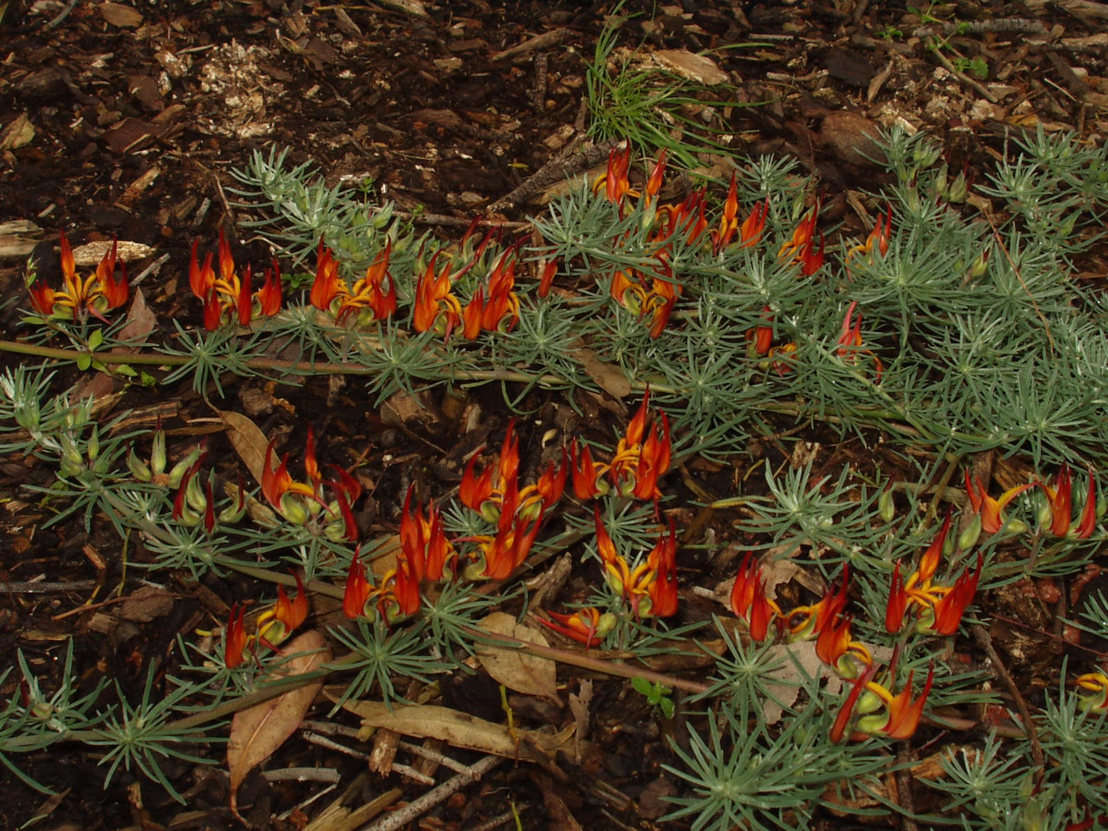 Patra's Other Place: More flowers blooming in our garden.