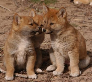 Artful Science: NEWSFLASH! Dingoes are cute
