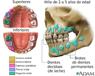 Estomatologia.....Comunitaria....: DenticioN TemporaL y DenticioN ...