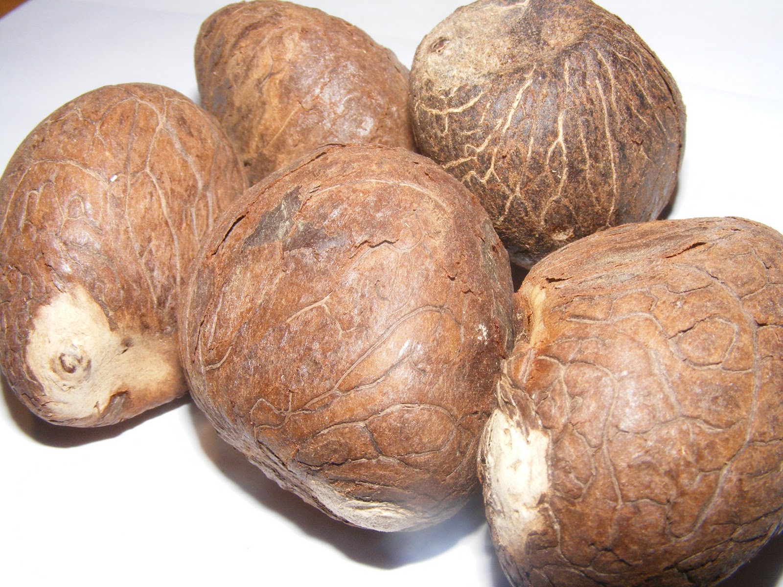 Opulent Ethics: Vegetable Ivory the new material in fine jewellery?