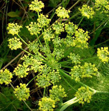 herbari Fernando y J. Manuel: Fenoll