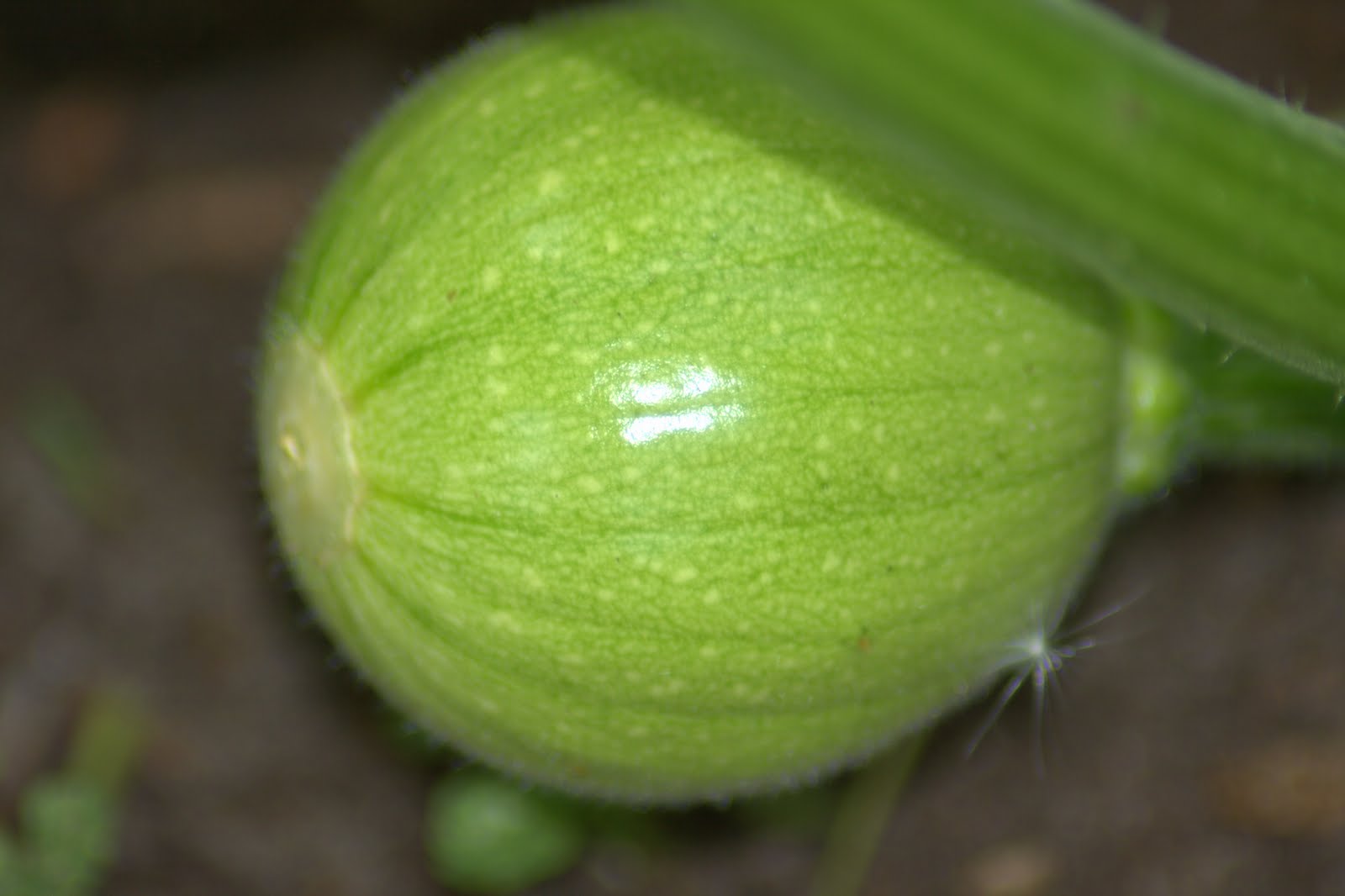 Sarah's Garden: Van Friesland naar moestuin