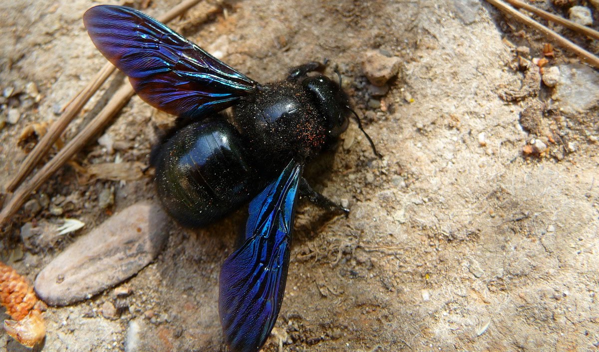 Renato PhotoBlog: Xylocopa violacea