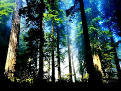 Forest Conservation: The importance of conserving forests