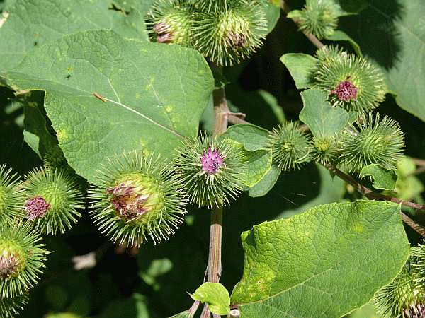 Burdock ~ Hudson Valley Geologist