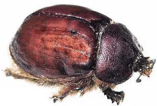 Bug juice ~ Hudson Valley Geologist