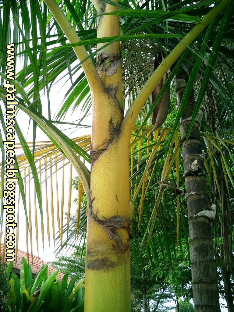 PalmScapes: The Golden Cane Palm