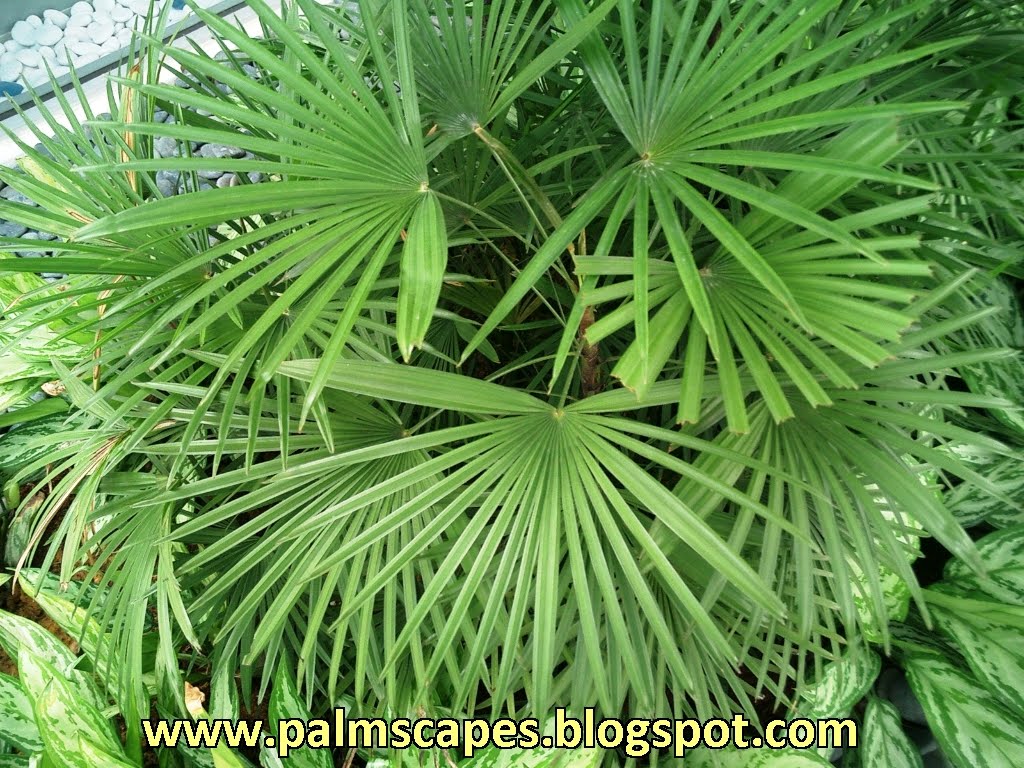 PalmScapes: The Jade Empress Palm