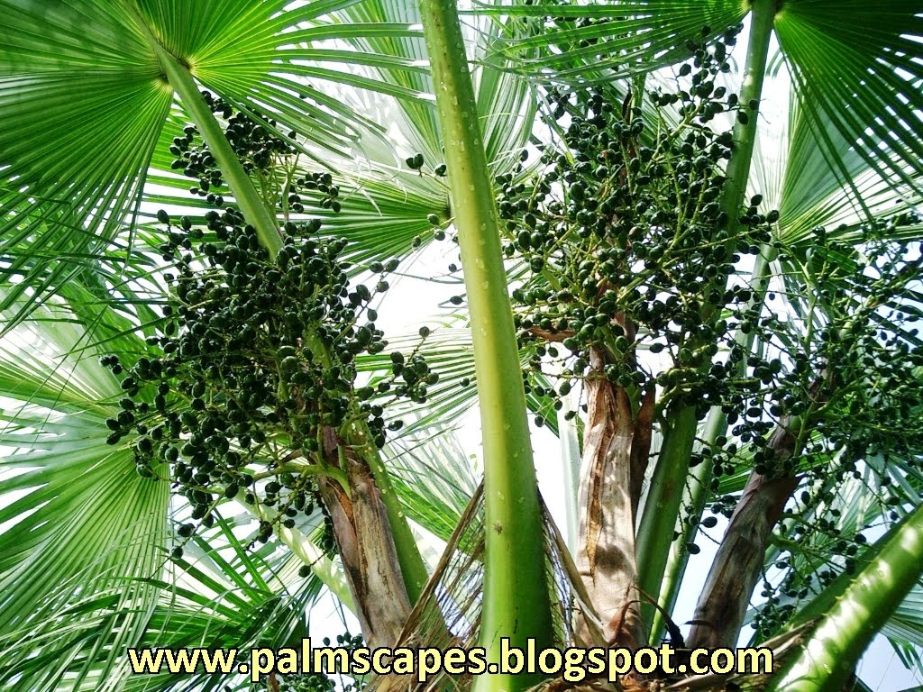 PalmScapes: The Ribbon Fan Palm