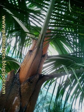 PalmScapes: The Teddy Bear Palm