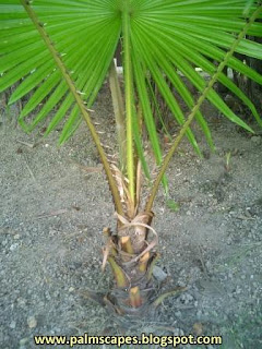 PalmScapes: The Round Leaf Fan Palm