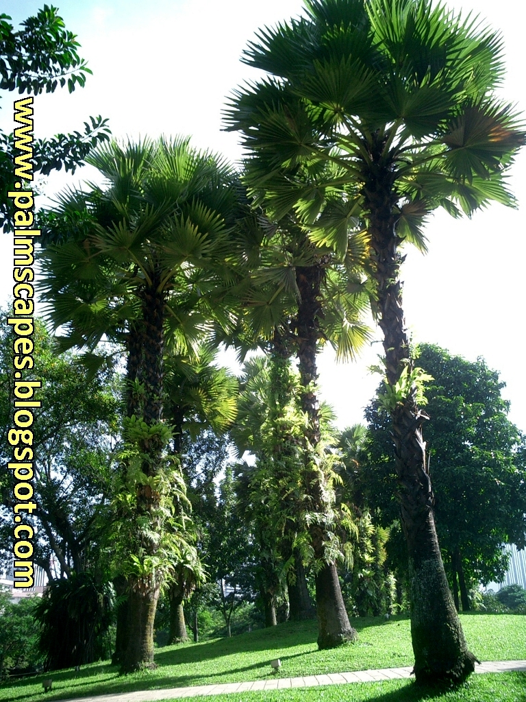 PalmScapes: The Asian Palmyra Palm #2