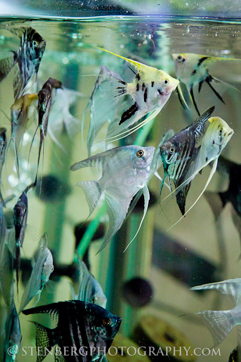 Stenberg Photography Red Deer and Sylvan Lake Areas: Fish and Aquarium ...