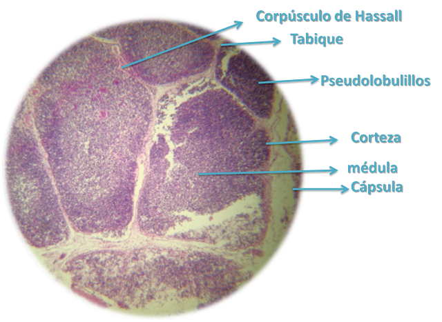 LABORATORIO DE HISTOLOGÍA