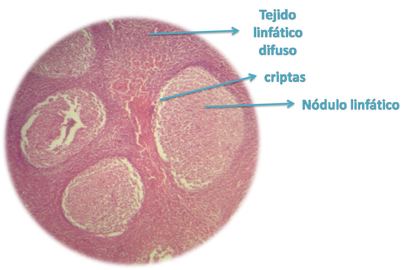 LABORATORIO DE HISTOLOGÍA