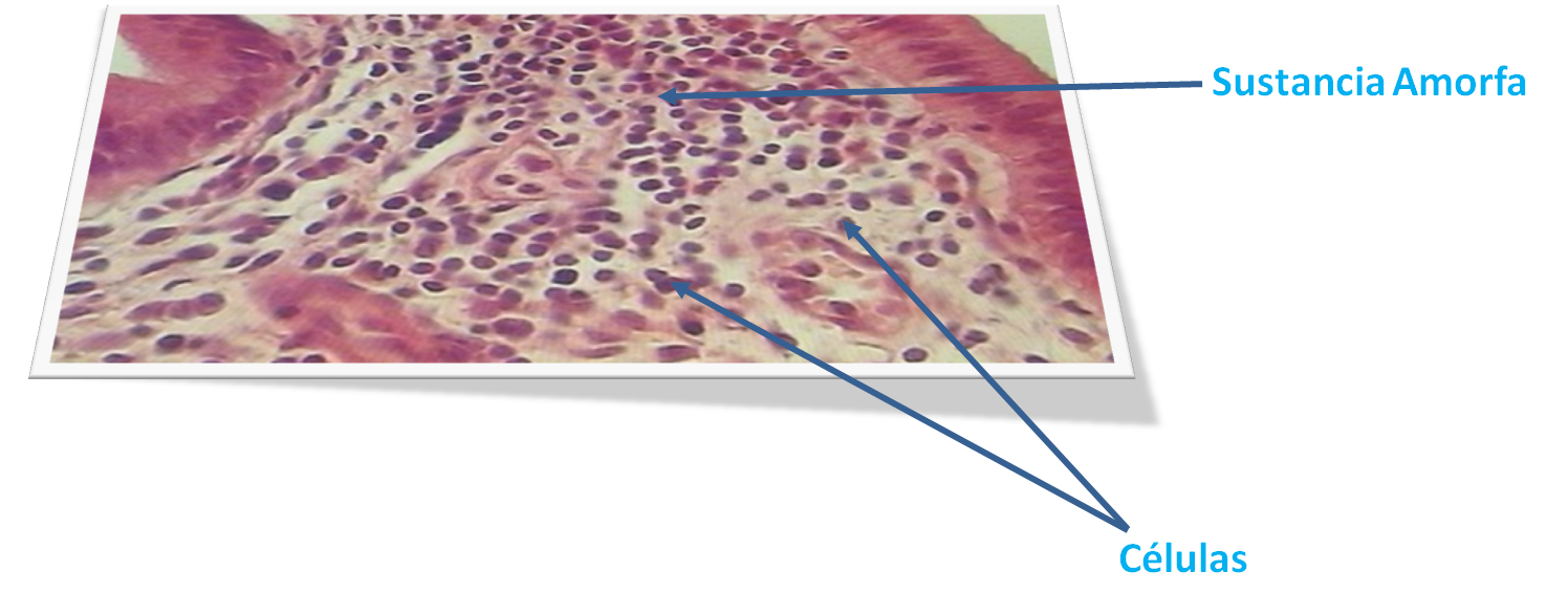 Laboratorio De HistologÍa Tejido Conectivo
