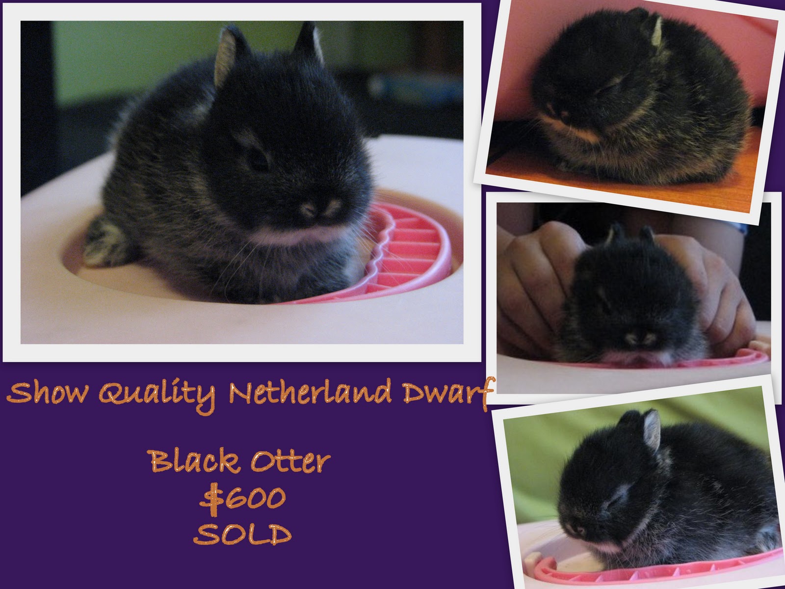 THUMP - The Farm: Show Quality Netherland Dwarf - SOLD