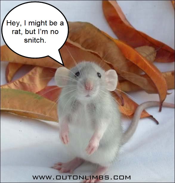 Quotes About Being A Snitch. QuotesGram