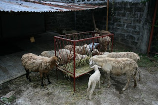 samfarm organics: RAISING sheep in the Philippines